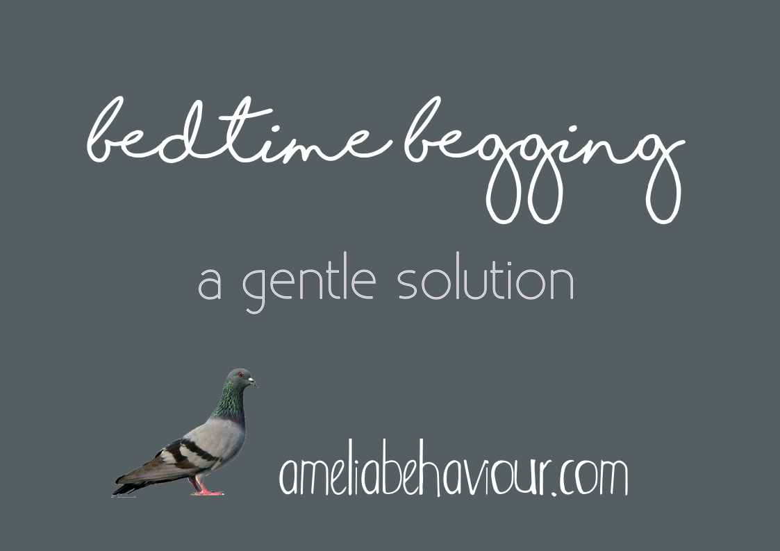 Bedtime begging | ameliabehaviour